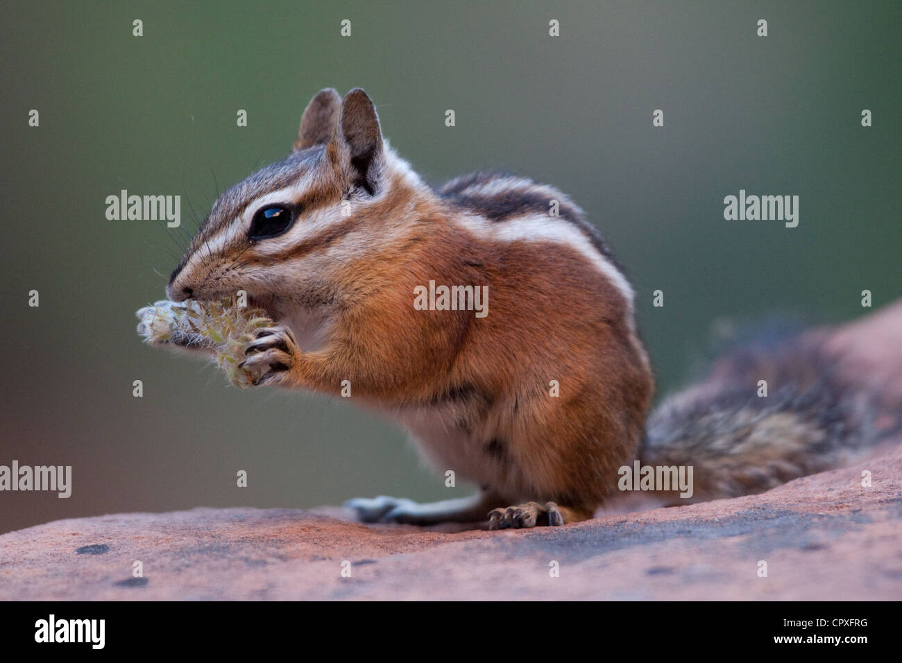 Chipmunk, Zion National Park, Southwest Utah Stock Photo - Alamy