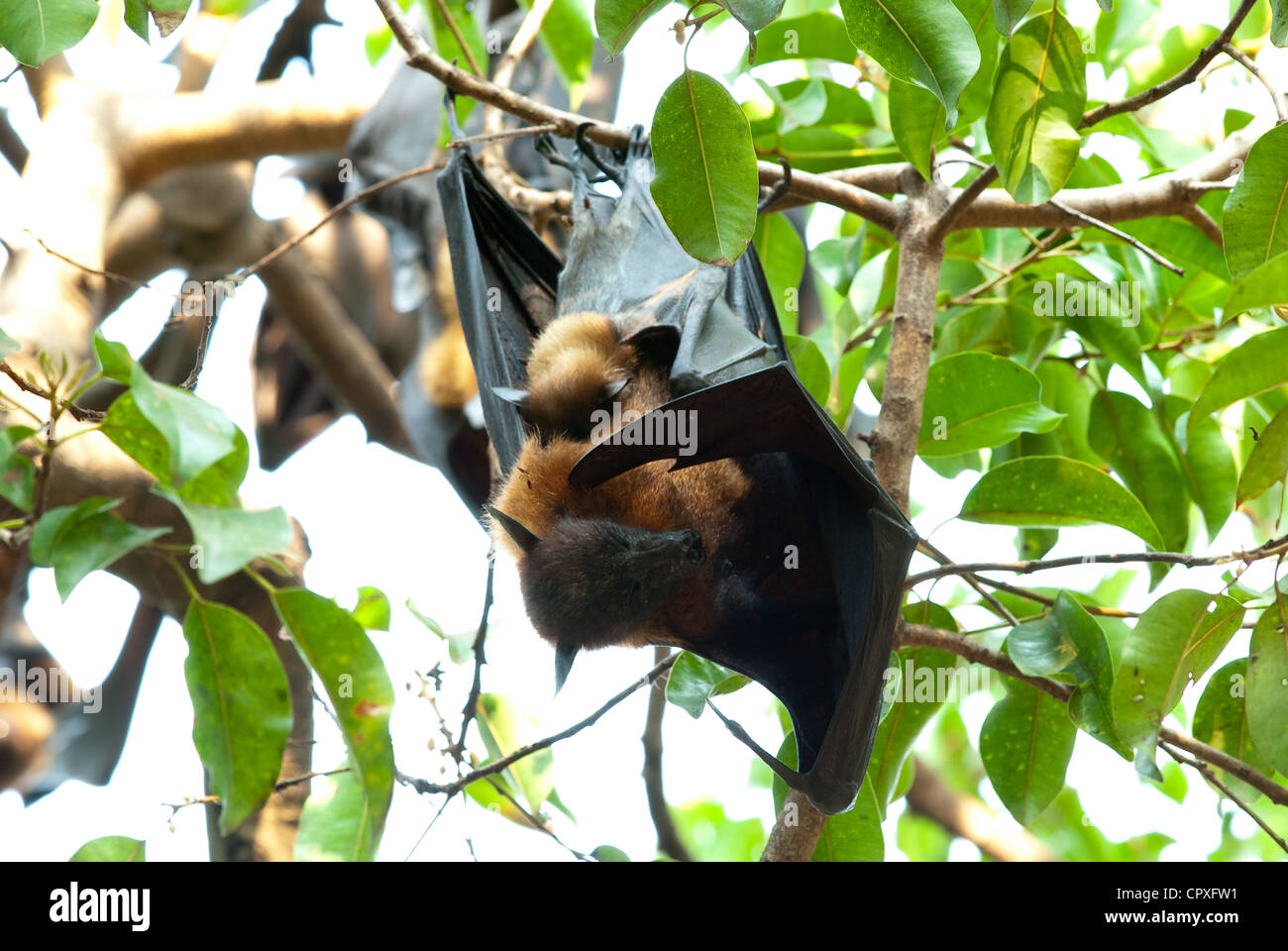Flying fox baby hi-res stock photography and images - Alamy