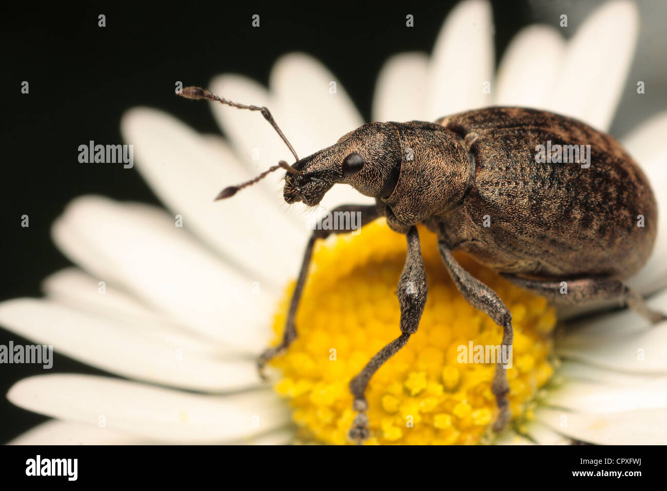 Long snout weevil hi-res stock photography and images - Alamy