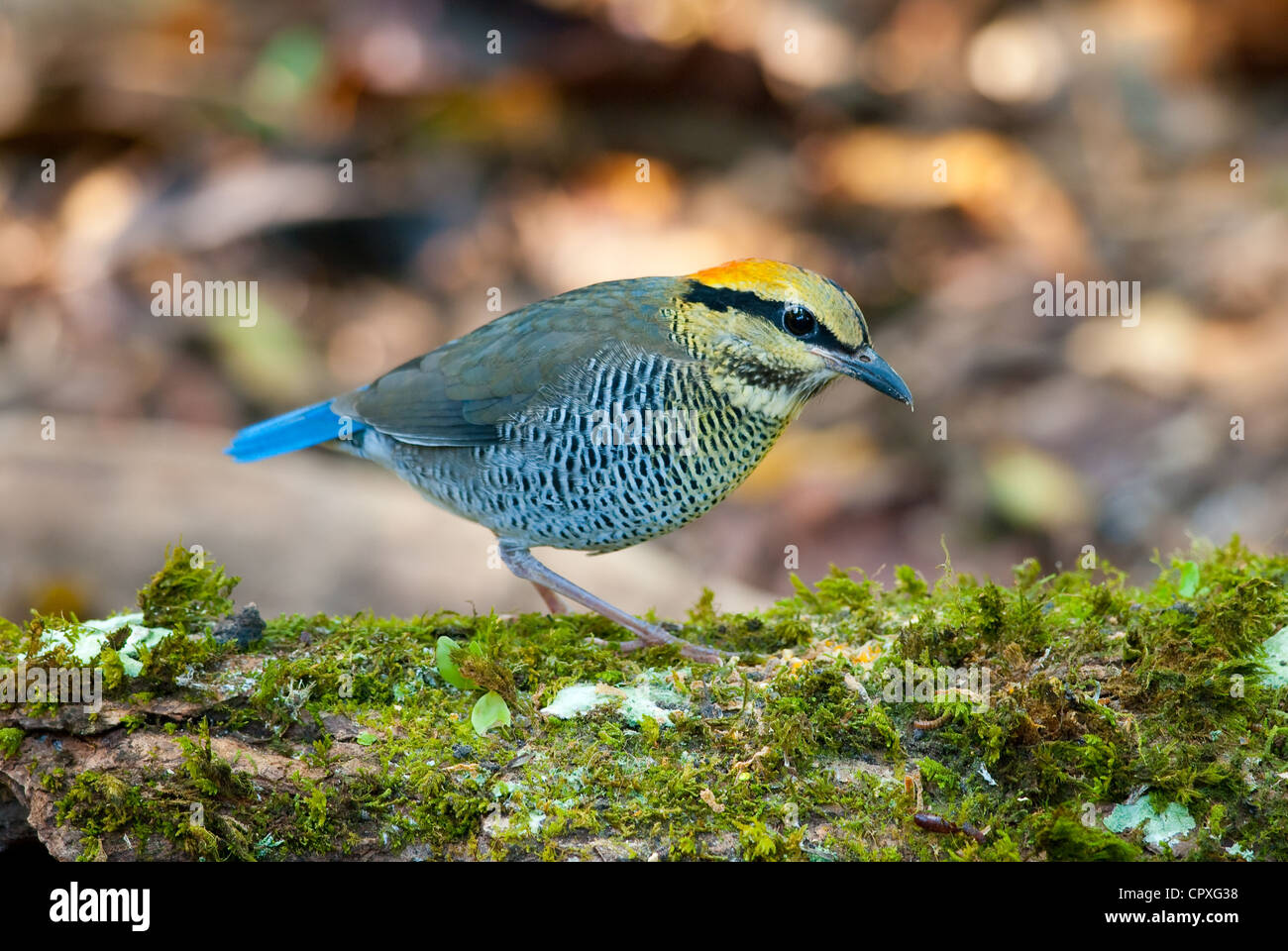 beautiful female blue pitta (Pitta cyanea) in the middle of Thailand ...