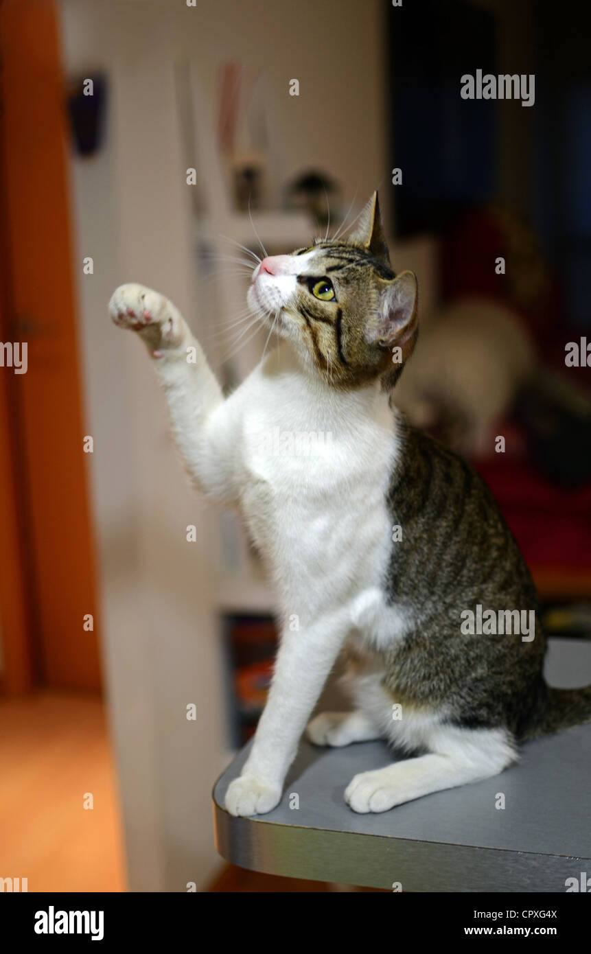 Curious cat looks up Stock Photo - Alamy