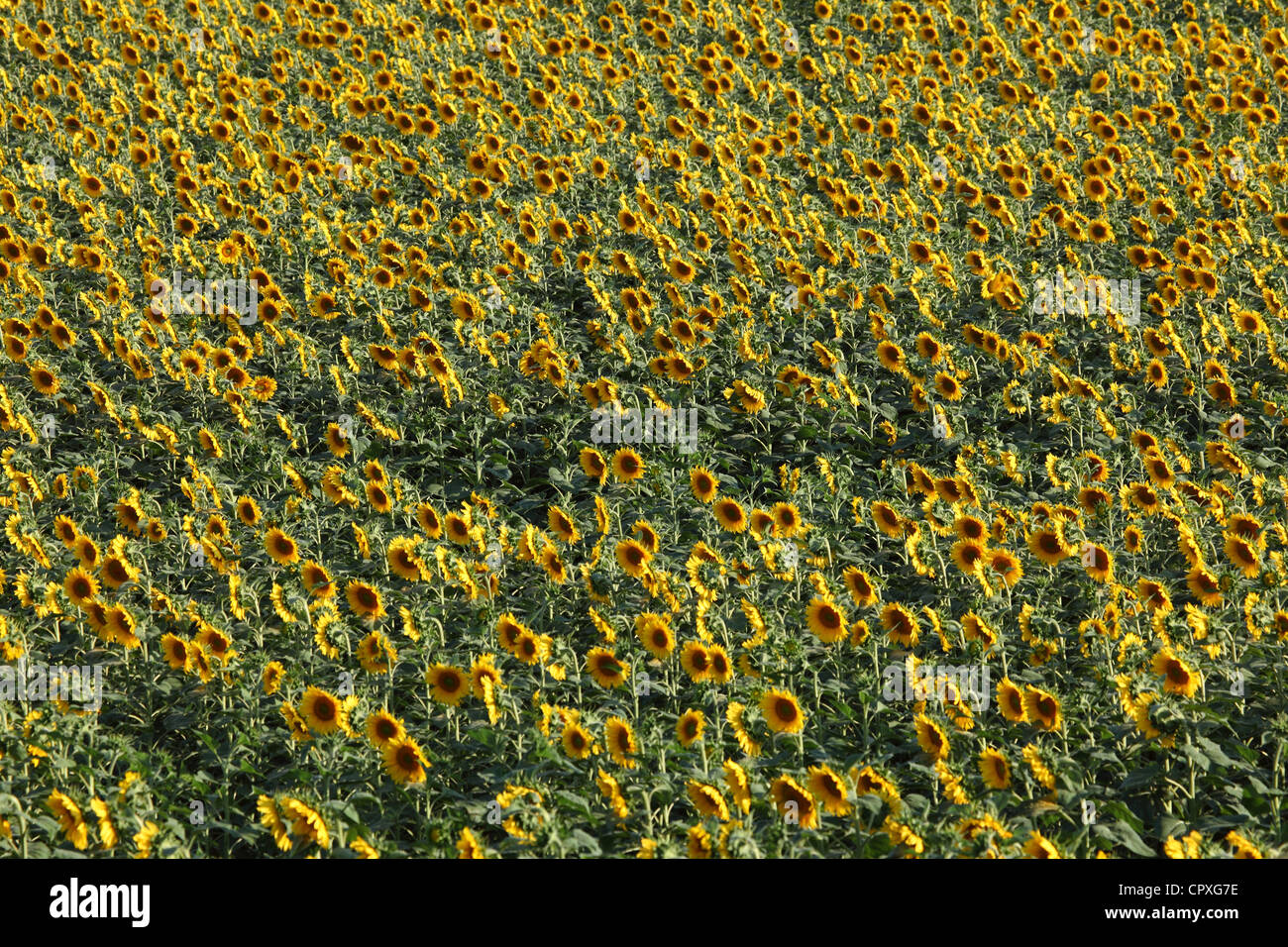 Aerial view of a sunflower field Stock Photo - Alamy
