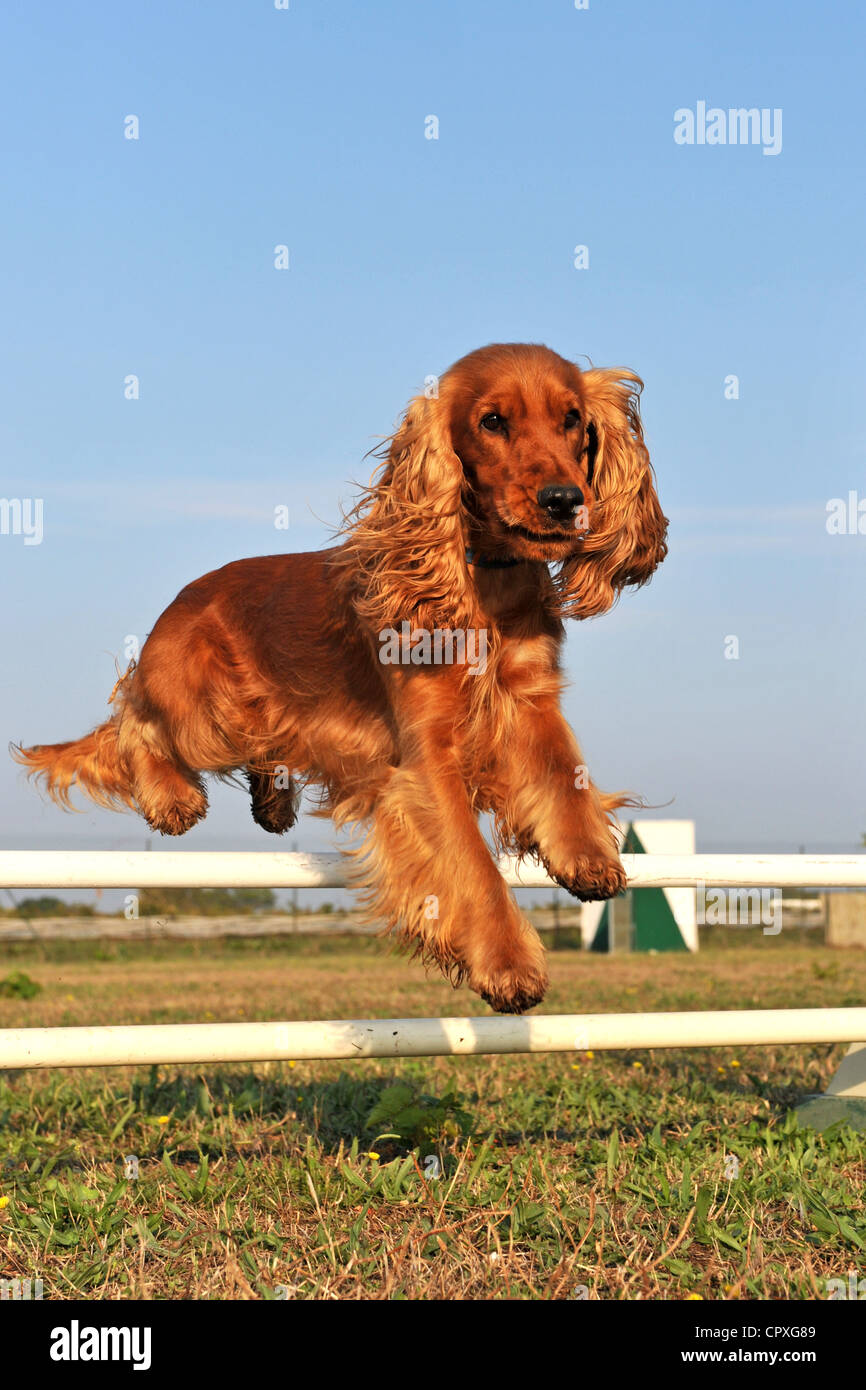 Cocker spaniel in competition hi-res stock photography and images - Alamy