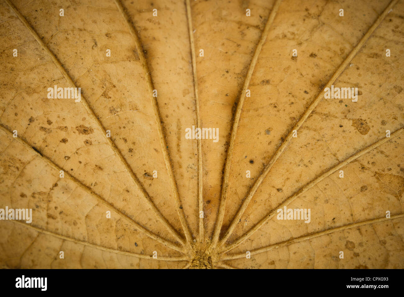 Dry leaf texture Stock Photo - Alamy