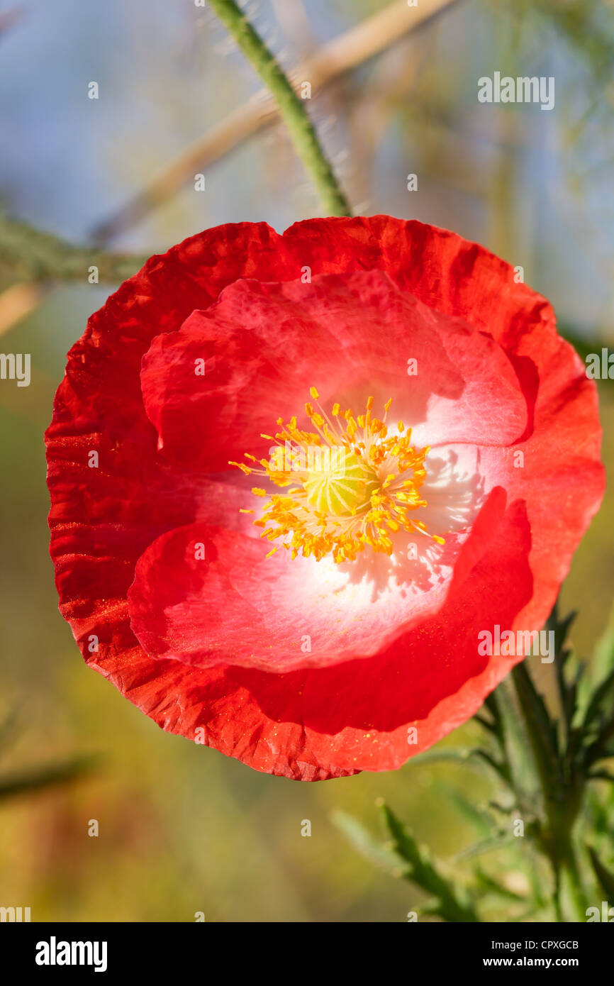 Poppy up close hi-res stock photography and images - Alamy