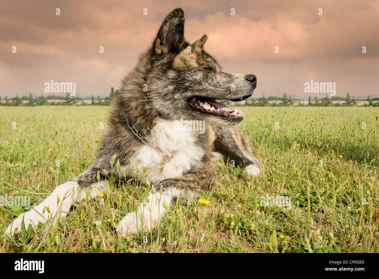 portrait of an akita inu in the nature Stock Photo - Alamy