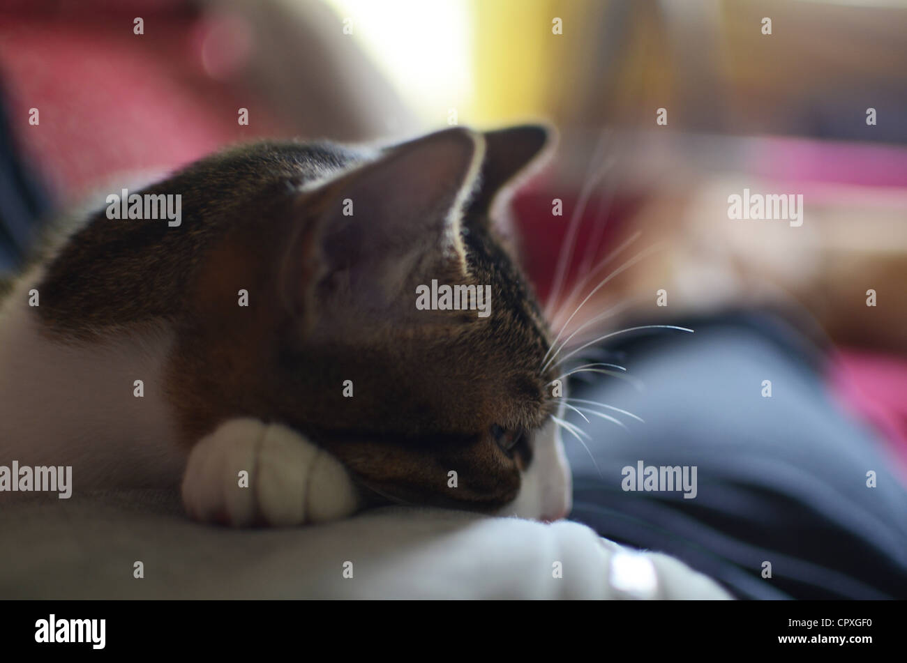 Cute kitten resting on owners body Stock Photo - Alamy