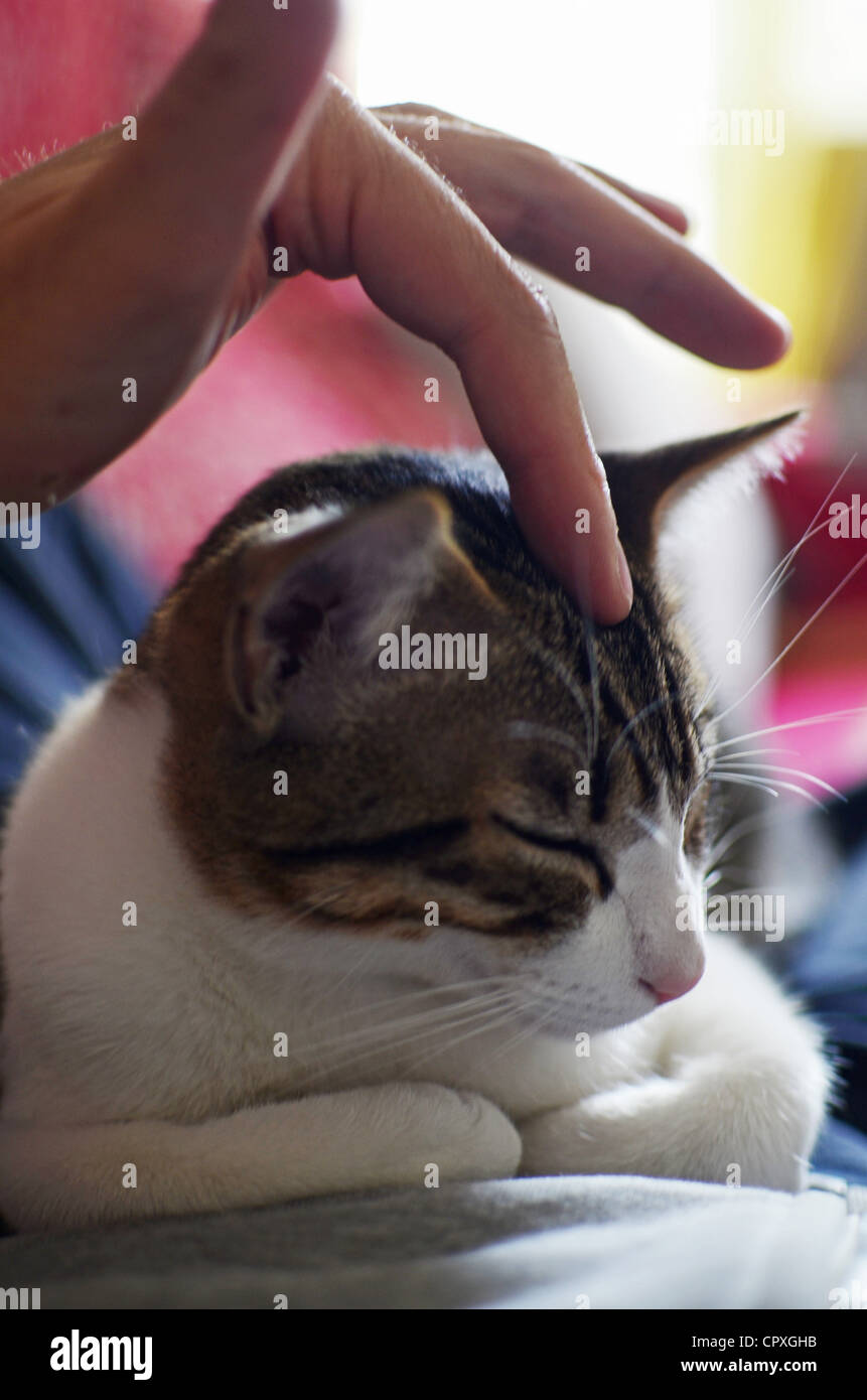 Kitten being caressed Stock Photo - Alamy
