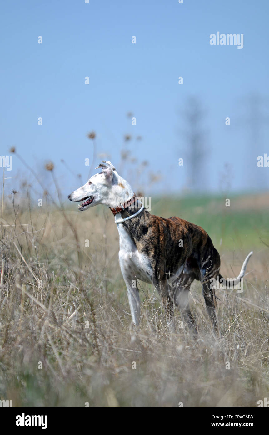 Elegant male Spanish Greyhounds enjoys a walk Stock Photo - Alamy