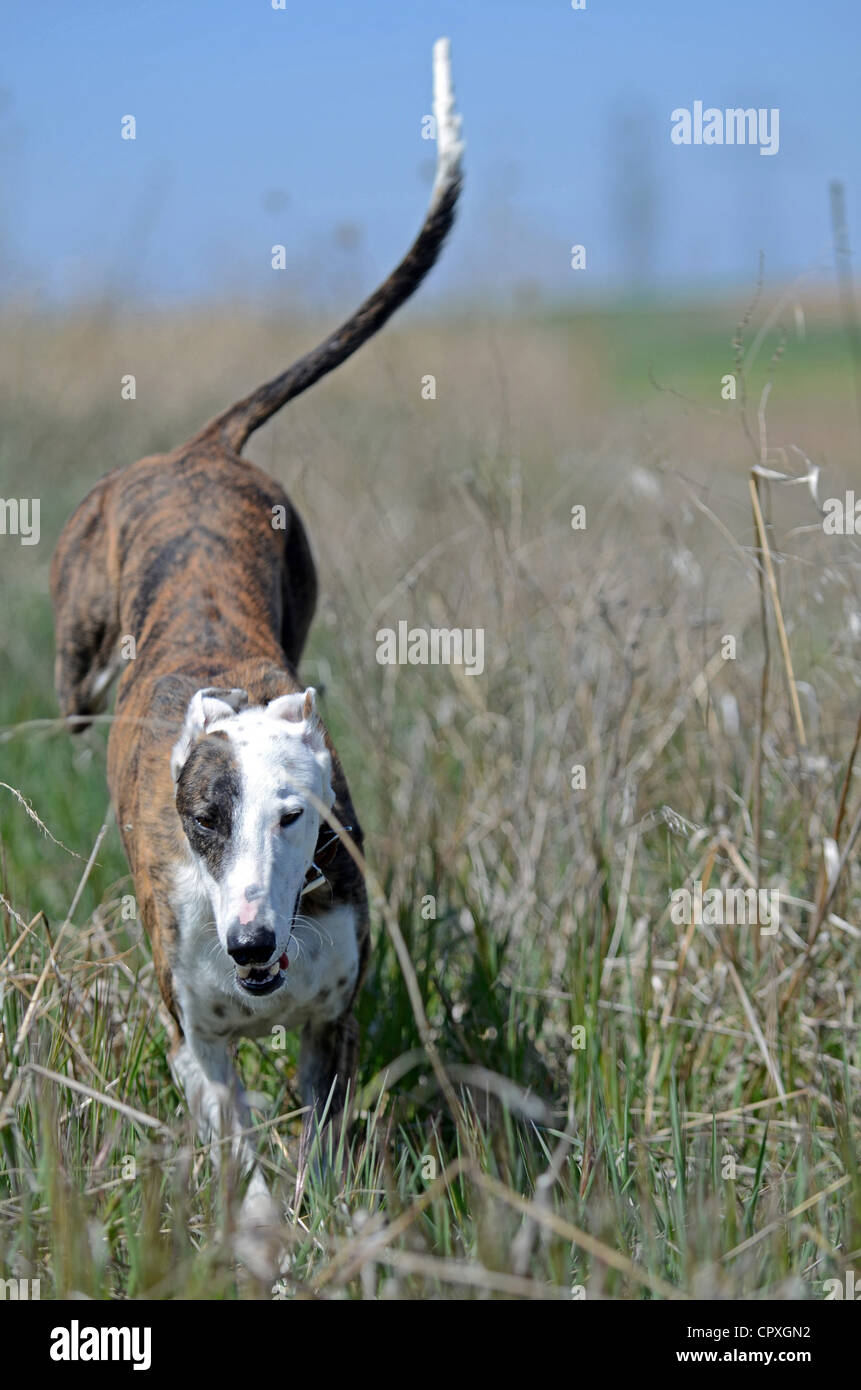 Elegant male Spanish Greyhounds enjoys a walk Stock Photo - Alamy