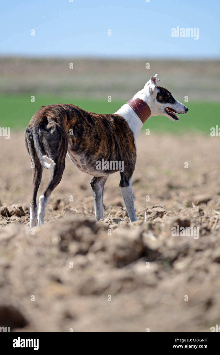 Elegant male Spanish Greyhounds enjoys a walk Stock Photo - Alamy
