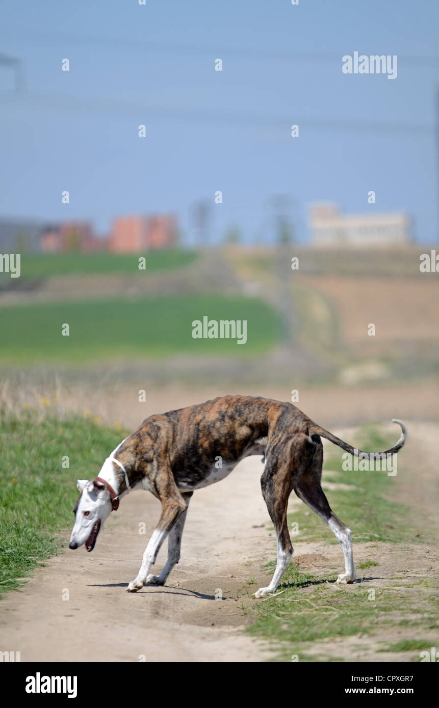 Elegant male Spanish Greyhounds enjoys a walk Stock Photo - Alamy