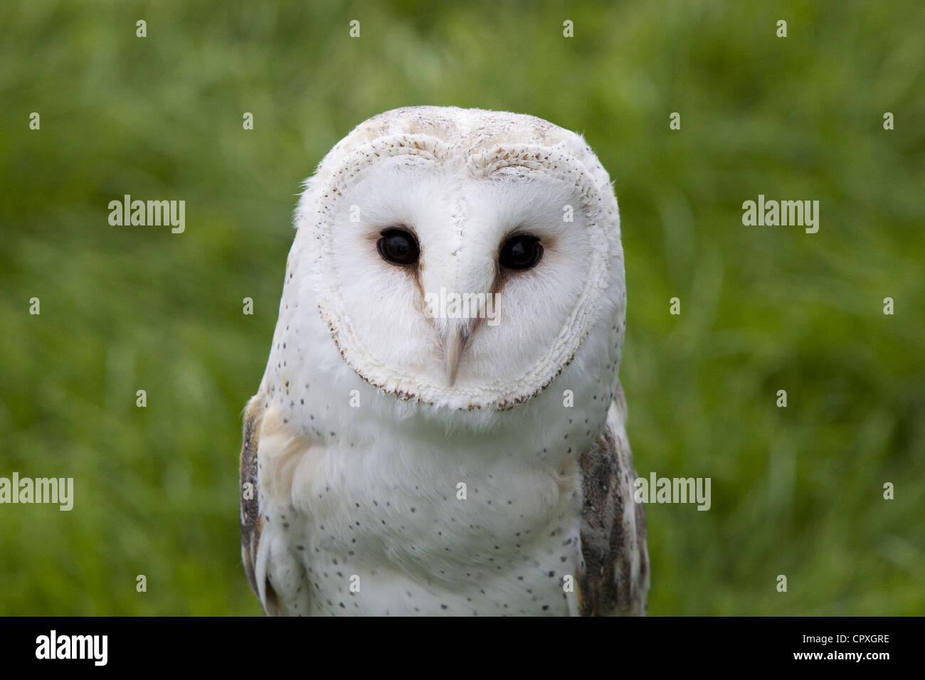 Owl monkey hi-res stock photography and images - Alamy