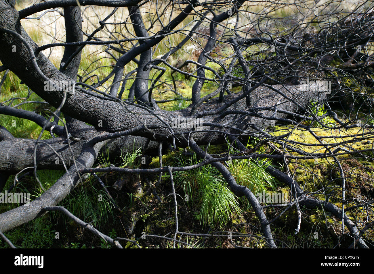 Tree which has been extensively burnt, Fallen tree, Forest Fire Stock ...
