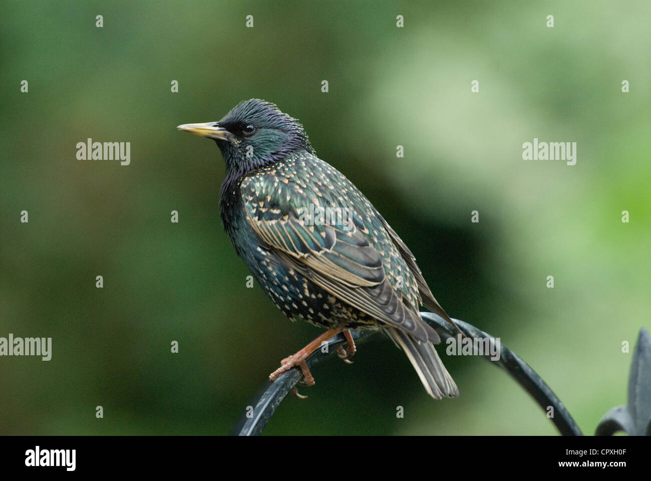 Garden bird starling hi-res stock photography and images - Alamy