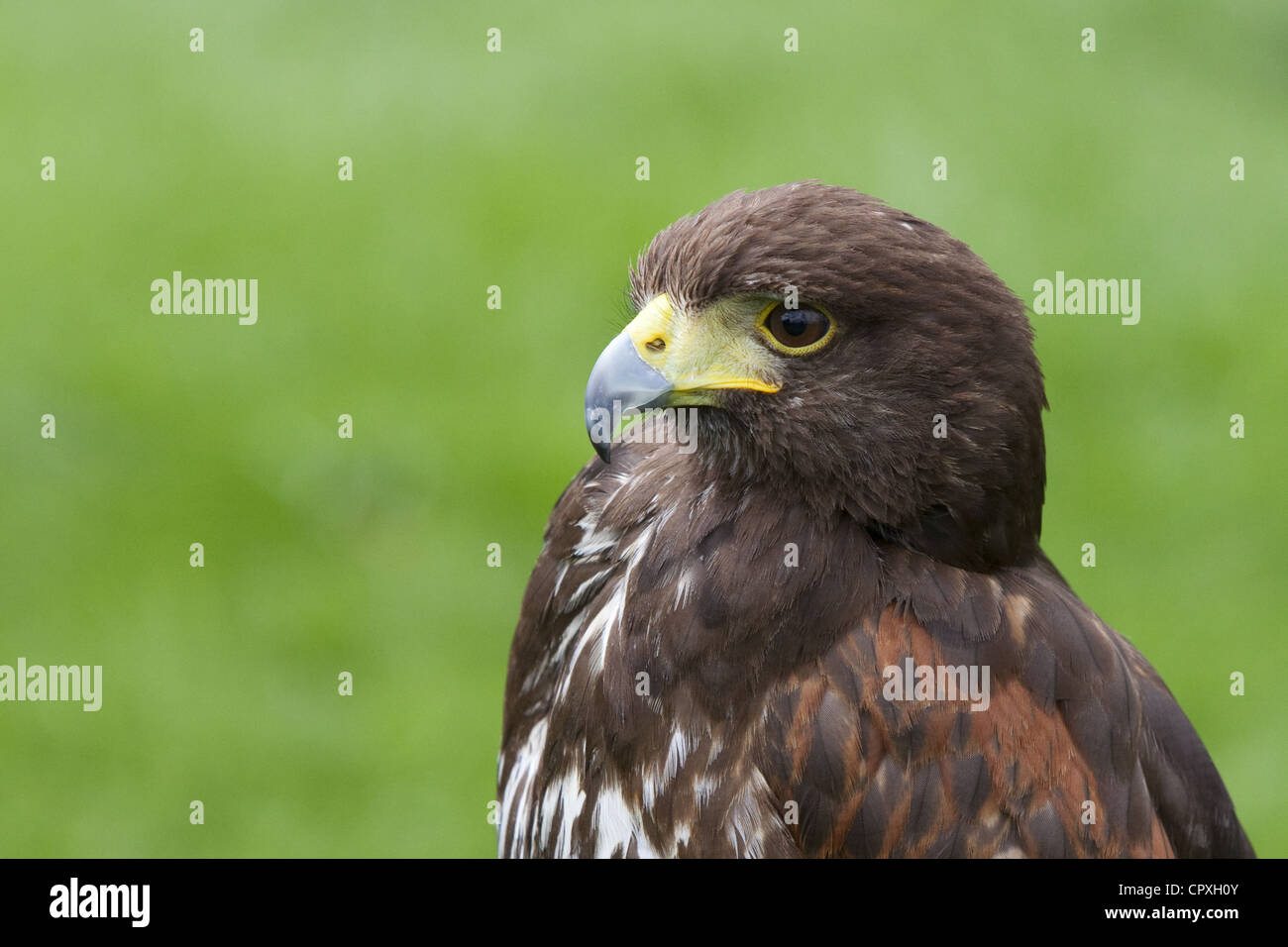 Harriss hawk medium large hi-res stock photography and images - Alamy