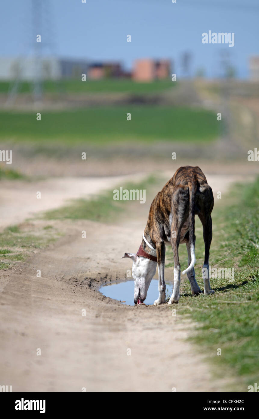 Elegant Spanish greyhound drinks water from rain puddle Stock Photo - Alamy