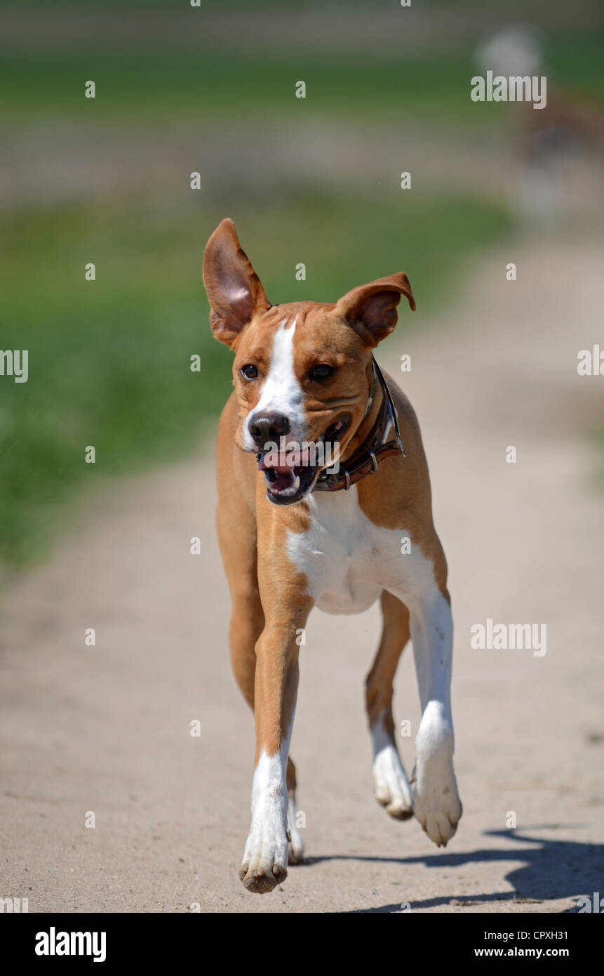 Mixed breed brown dog enjoys a walk in the field Stock Photo - Alamy
