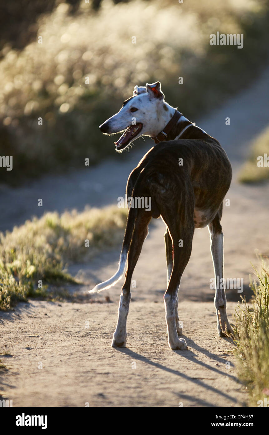Spanish greyhound in nature Stock Photo - Alamy