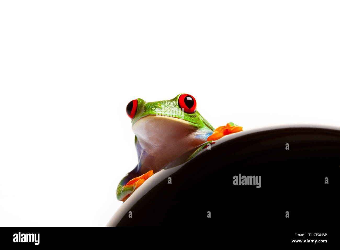 Green happy tree frog in concepts Stock Photo - Alamy