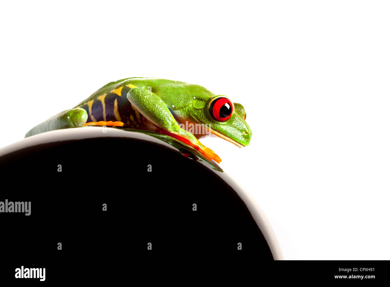 Green happy tree frog in concepts Stock Photo - Alamy