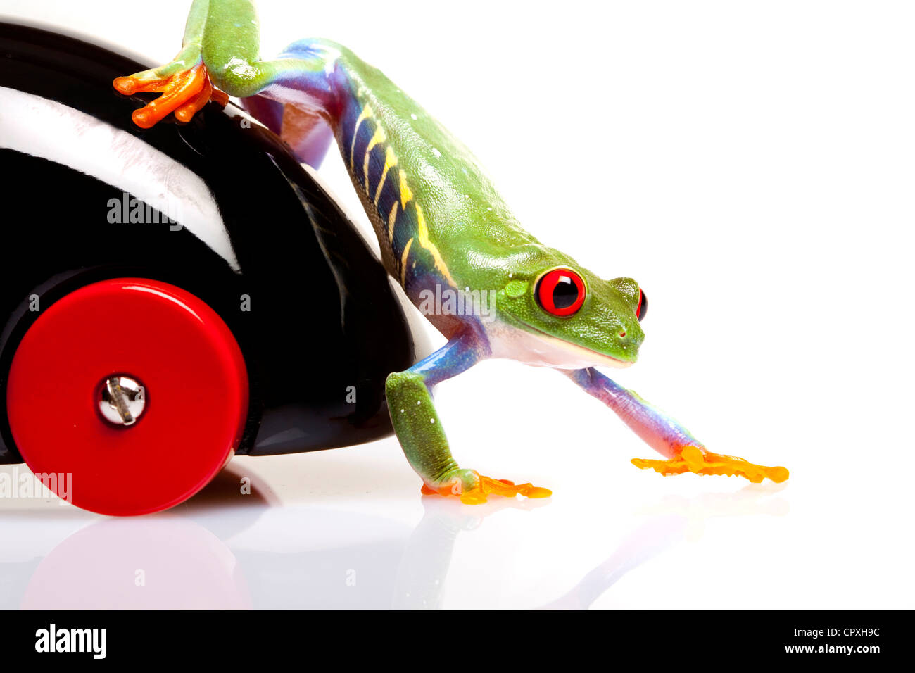 Green happy tree frog in concepts Stock Photo - Alamy