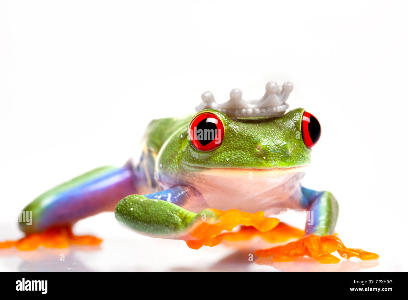 Green happy tree frog in concepts Stock Photo - Alamy