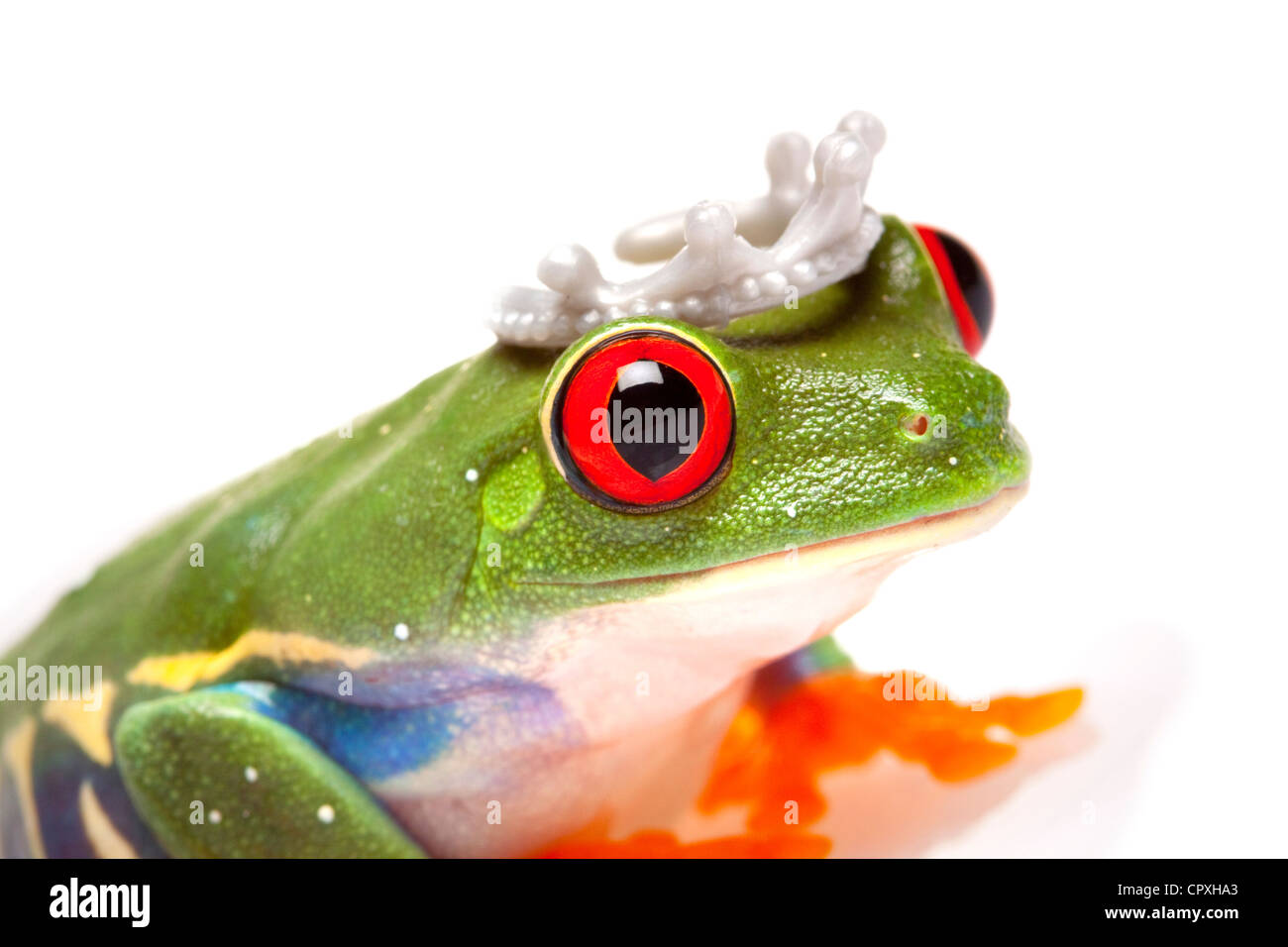 Green happy tree frog in concepts Stock Photo - Alamy