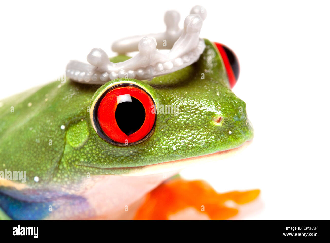 Green happy tree frog in concepts Stock Photo - Alamy