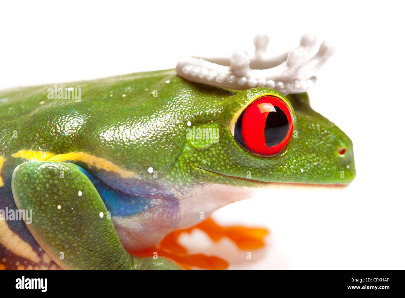 Green happy tree frog in concepts Stock Photo - Alamy