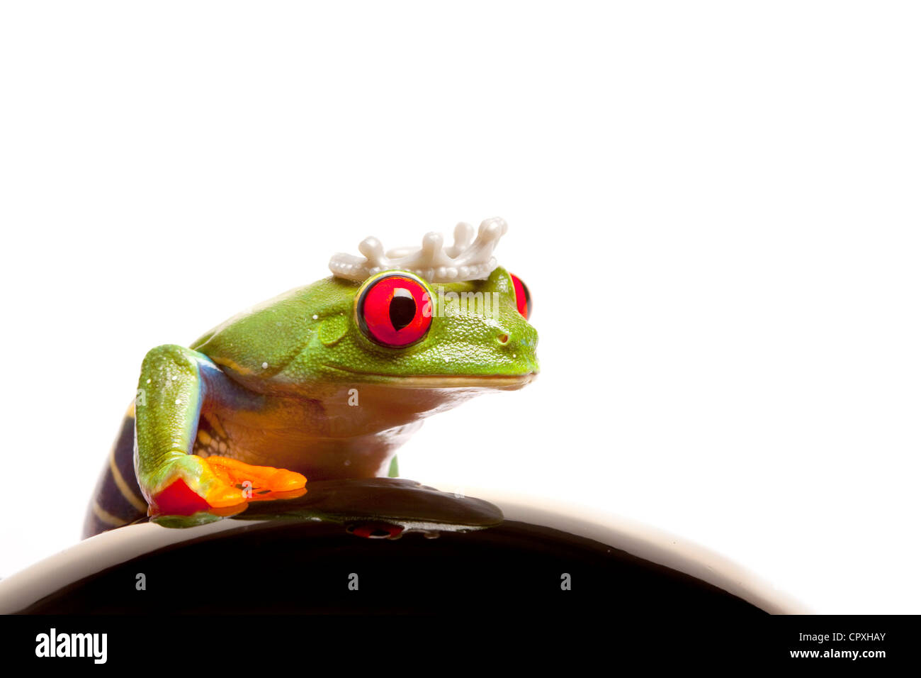 Green happy tree frog in concepts Stock Photo - Alamy