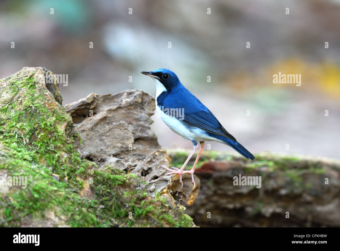 beautiful male siberian blue robin (Luscinia cyane) in Thailand Stock ...