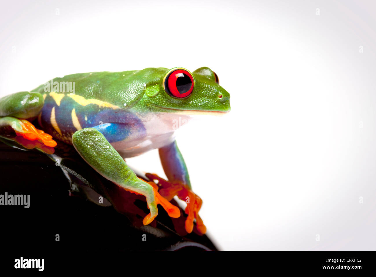 Green happy tree frog in concepts Stock Photo - Alamy