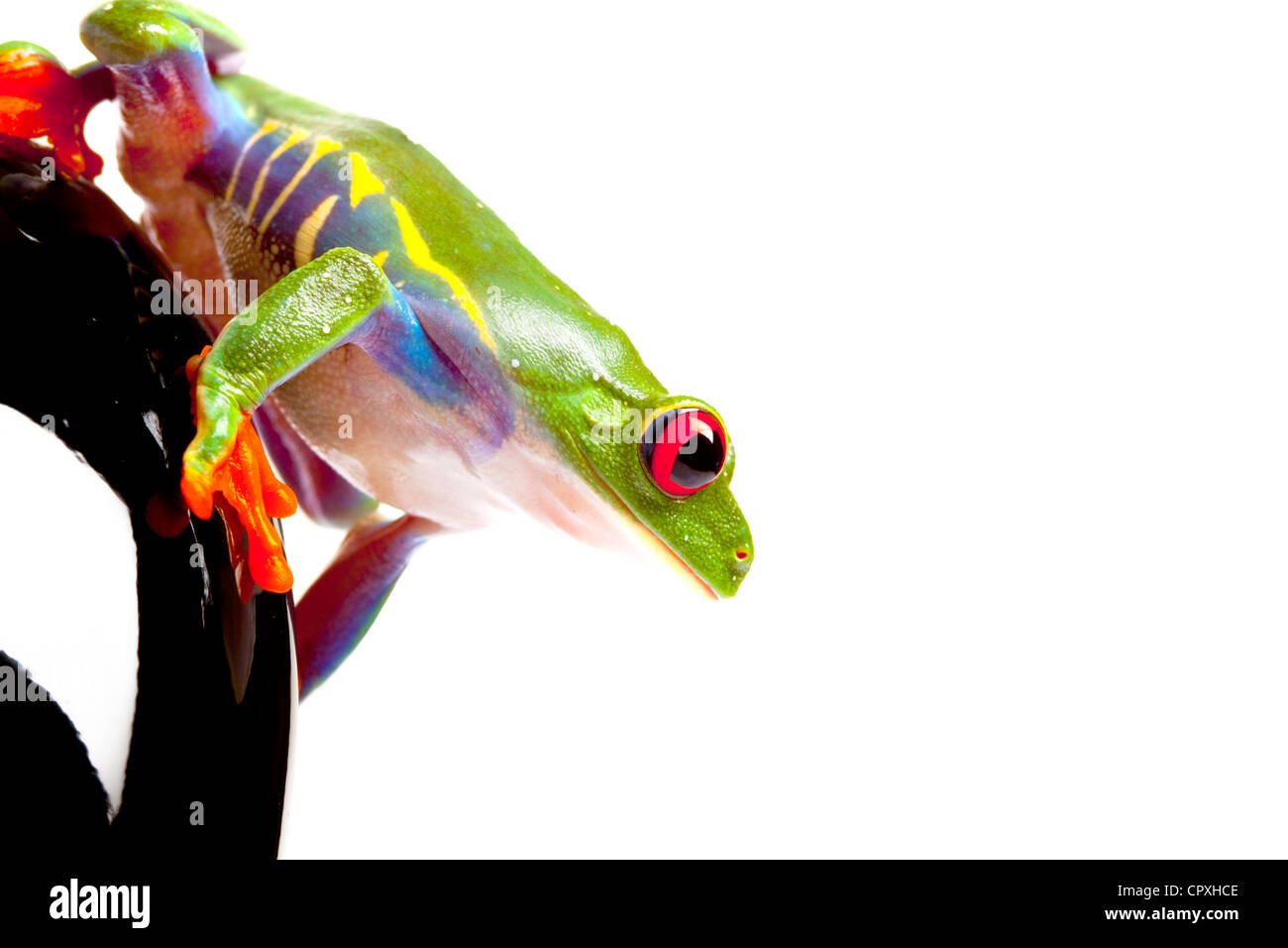 Green happy tree frog in concepts Stock Photo - Alamy