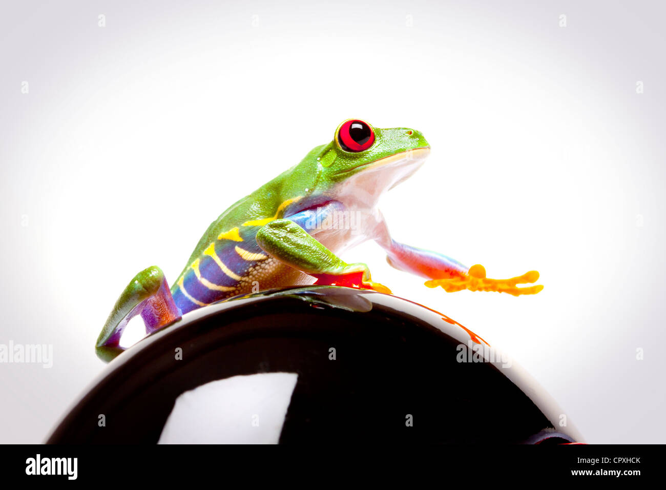 Green happy tree frog in concepts Stock Photo - Alamy