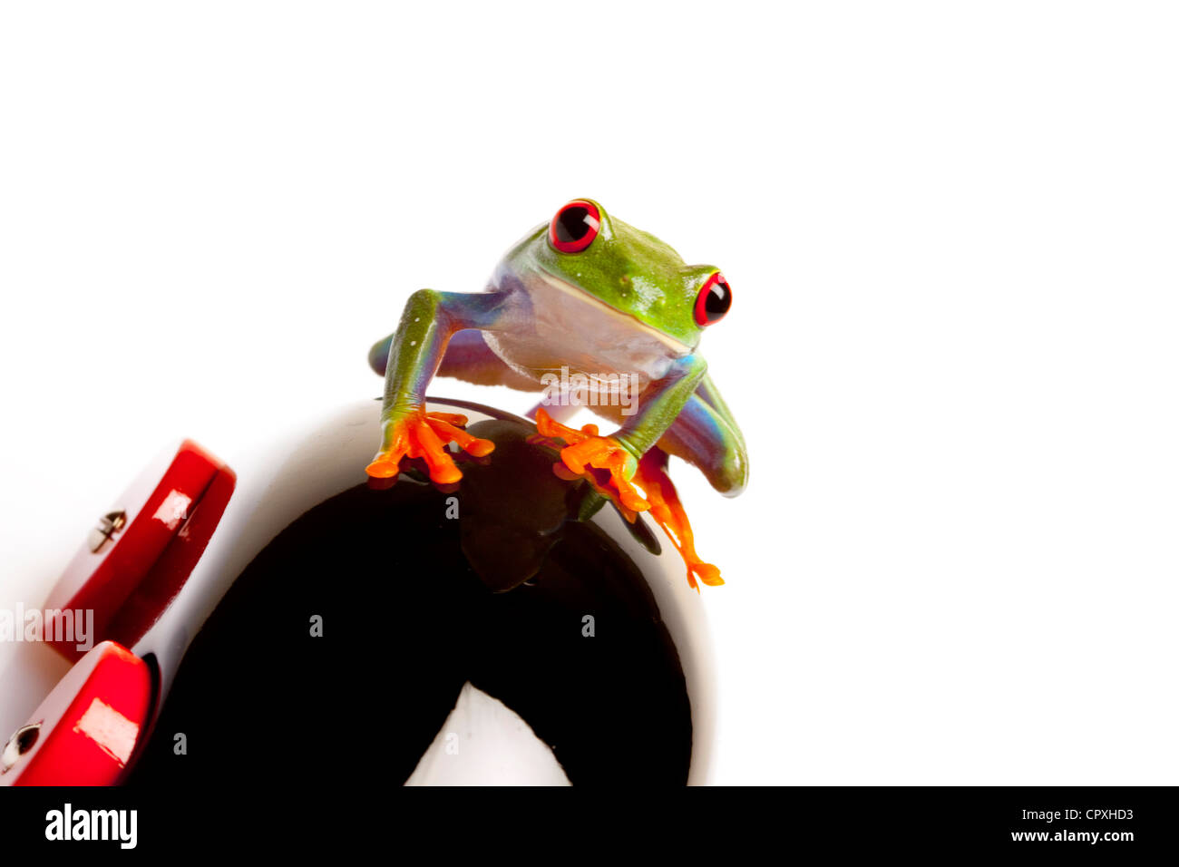 Green happy tree frog in concepts Stock Photo - Alamy