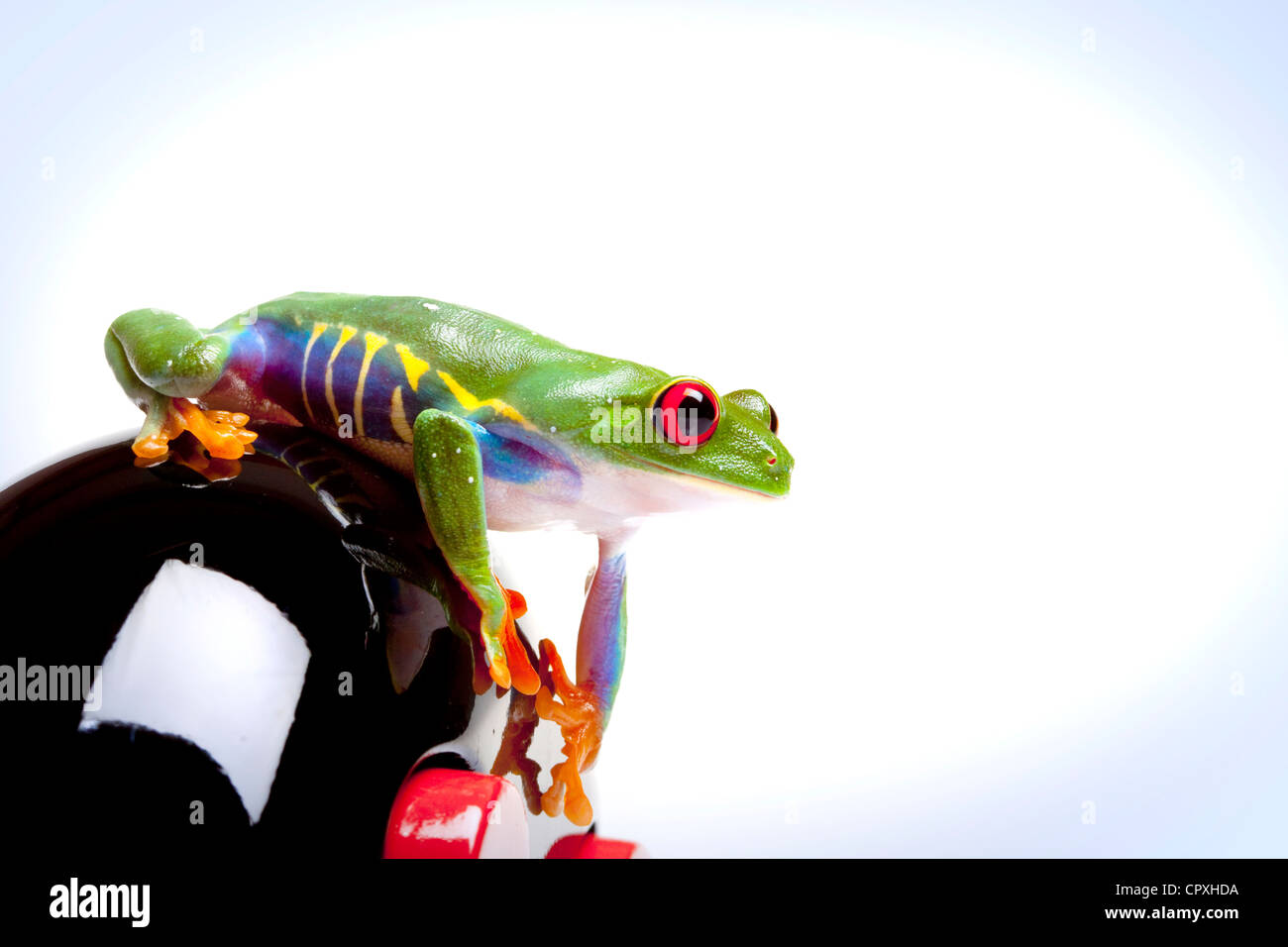 Green happy tree frog in concepts Stock Photo - Alamy