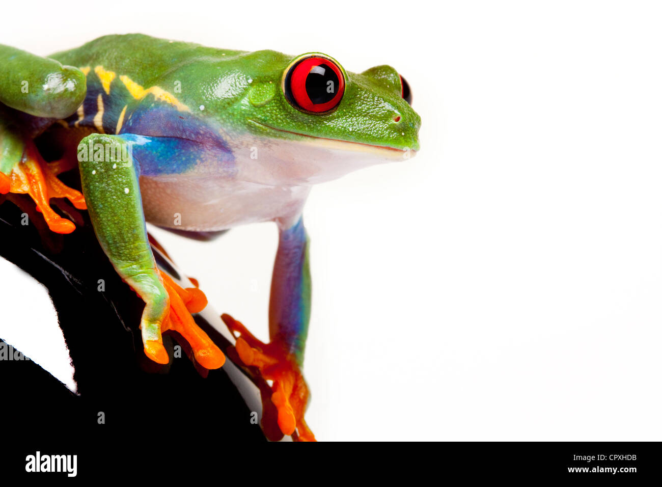 Green happy tree frog in concepts Stock Photo - Alamy