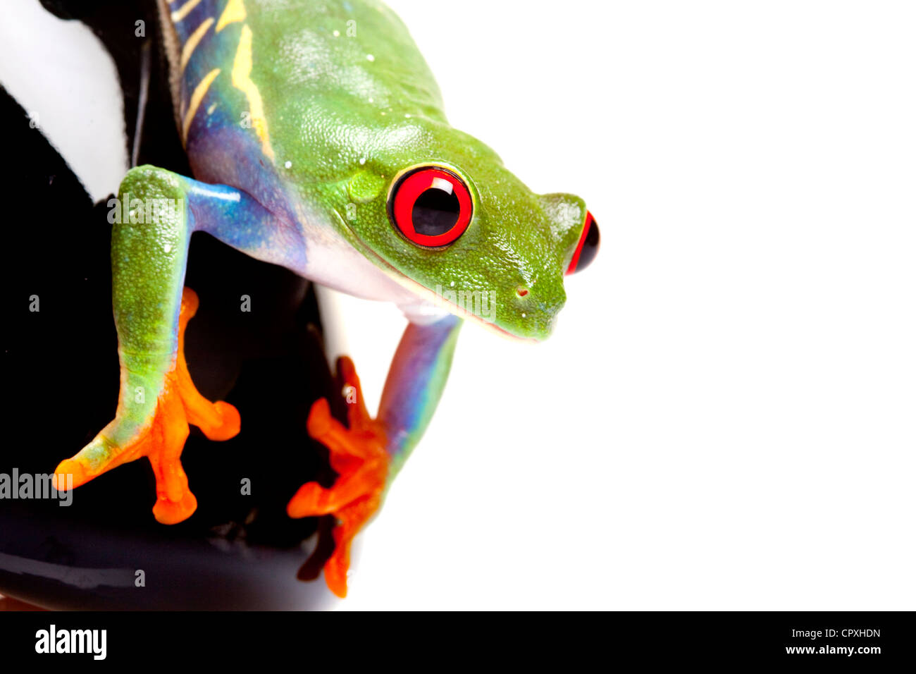 Green happy tree frog in concepts Stock Photo - Alamy