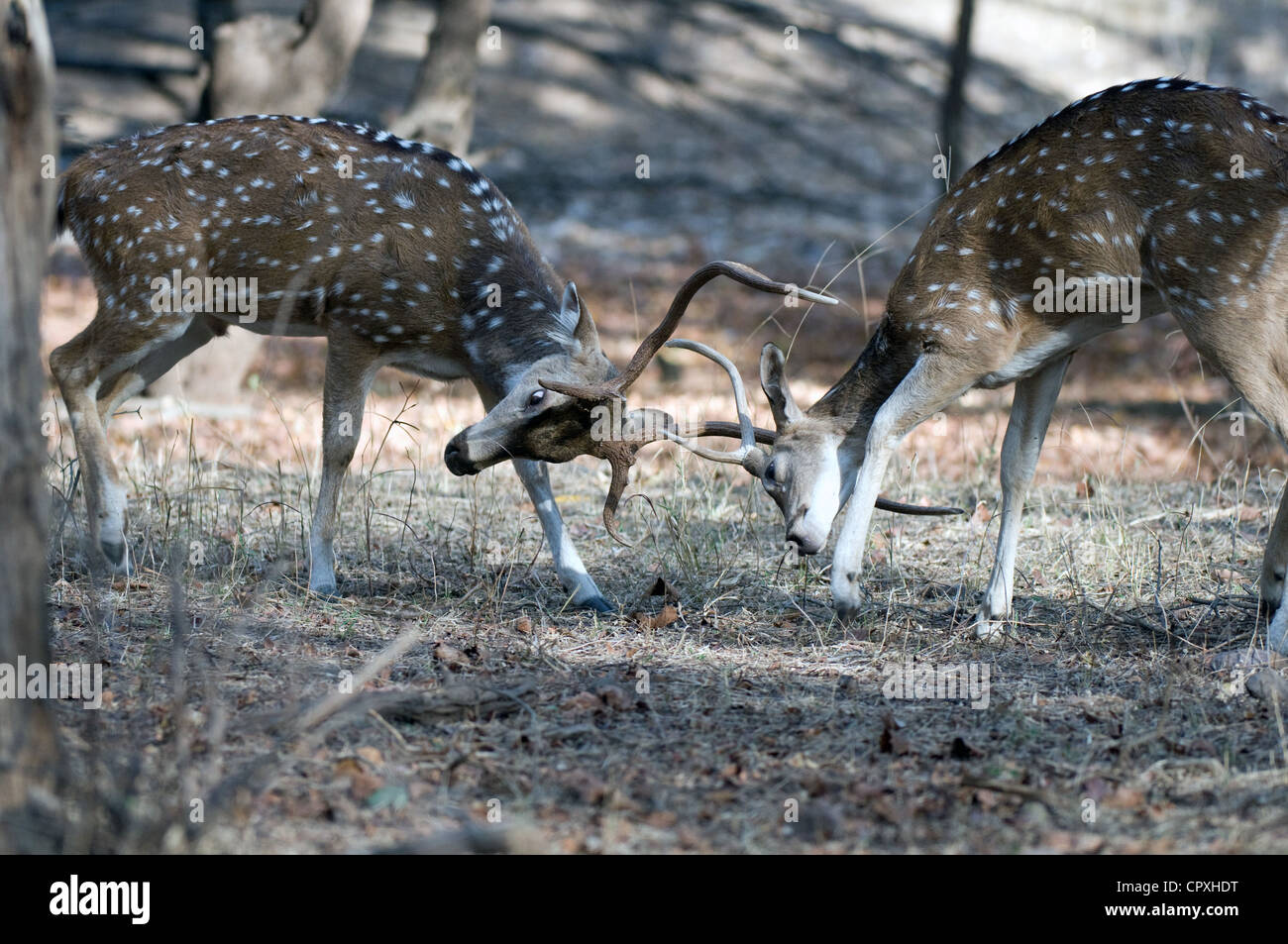 Male chital hi-res stock photography and images - Alamy