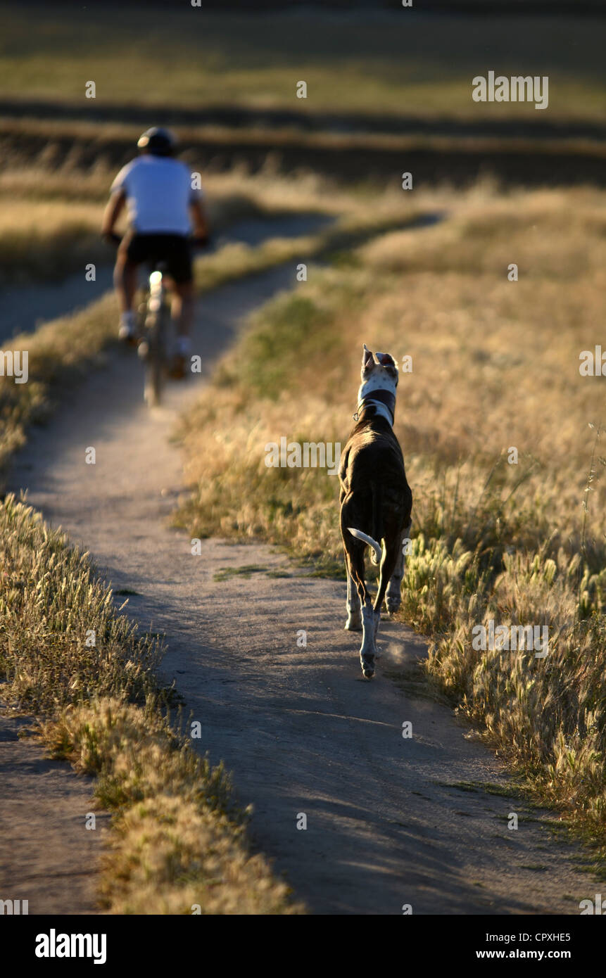Greyhound goes after bike rider in nature Stock Photo - Alamy
