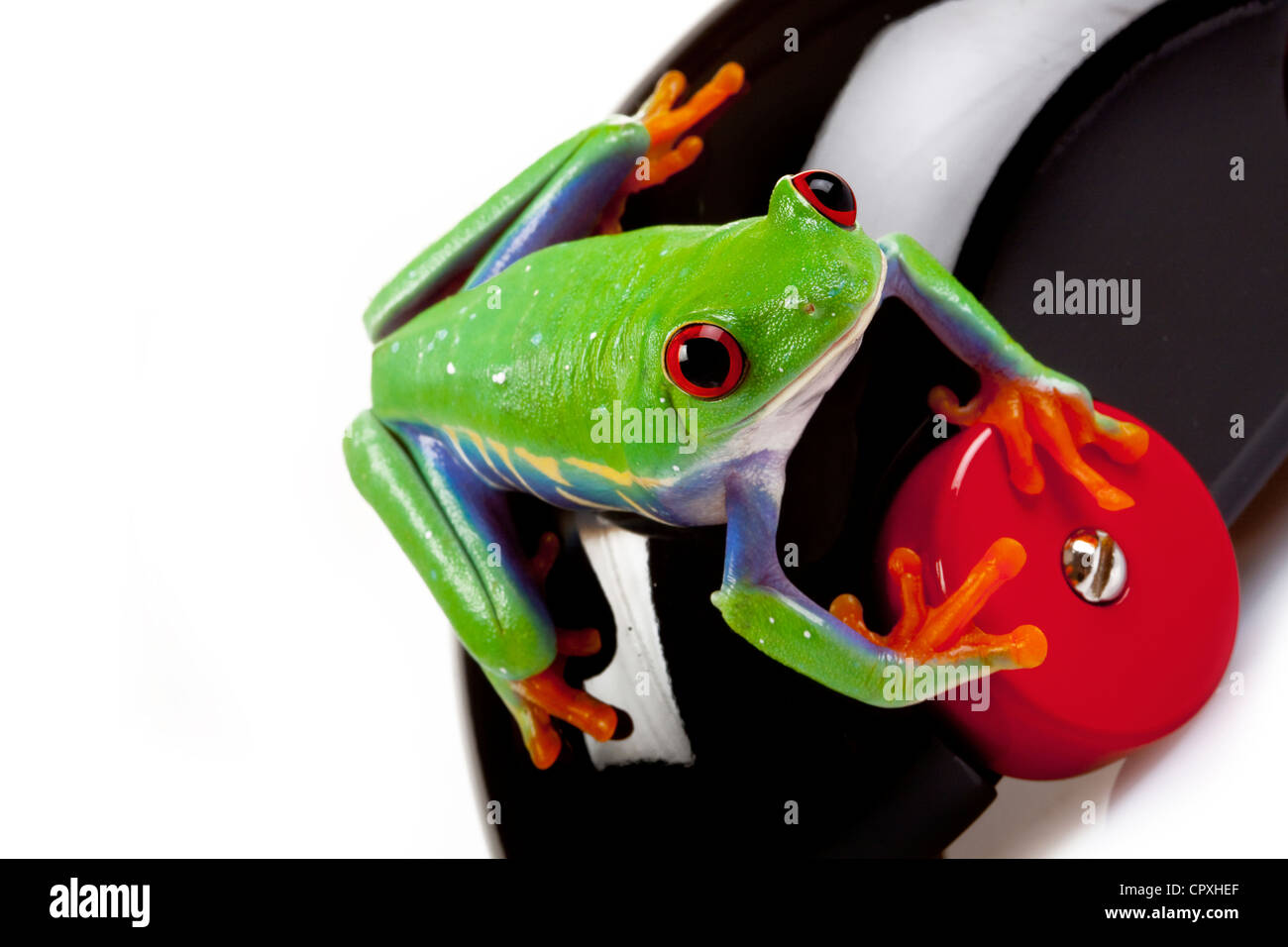 Green happy tree frog in concepts Stock Photo - Alamy