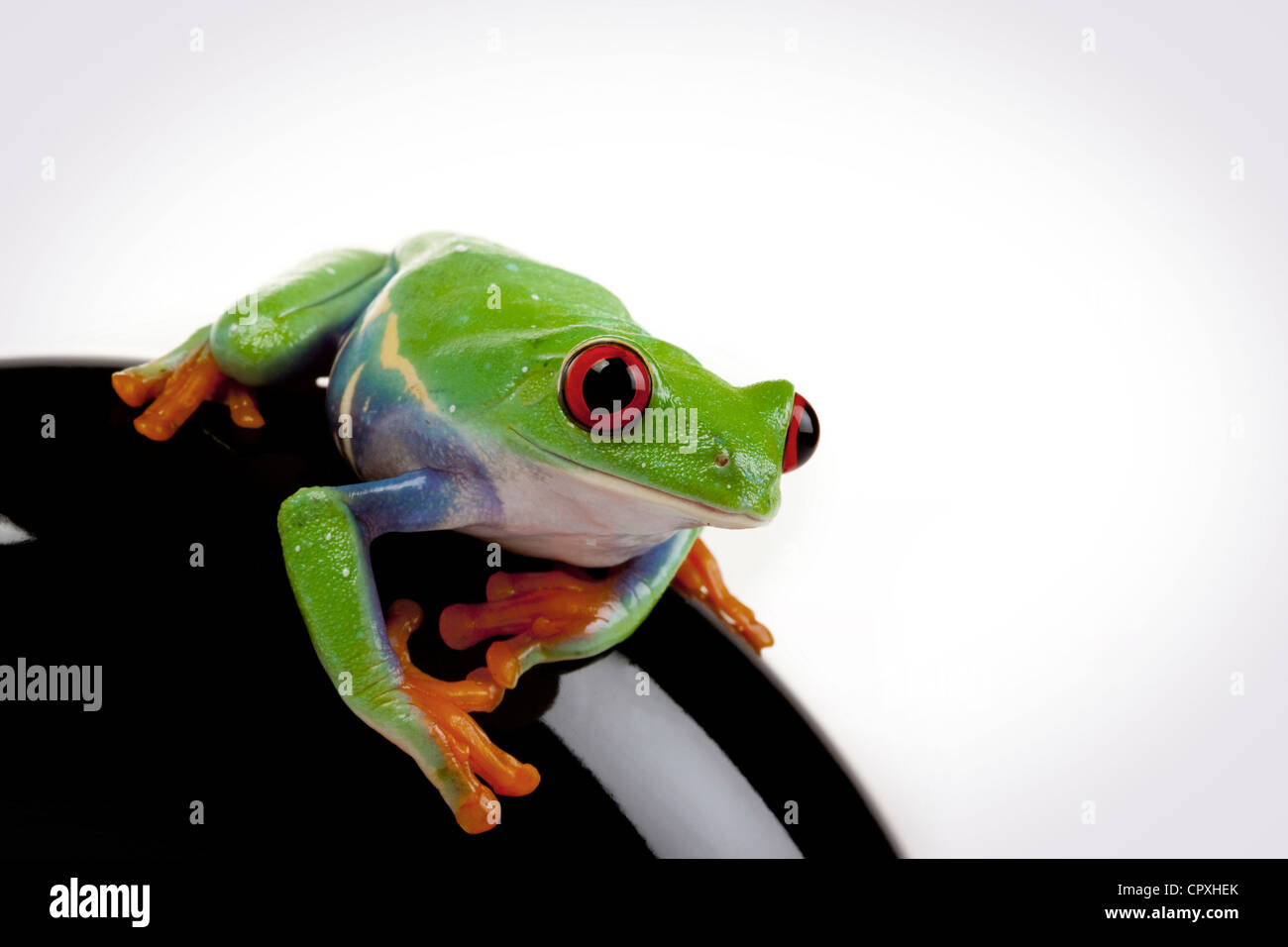 Green happy tree frog in concepts Stock Photo - Alamy
