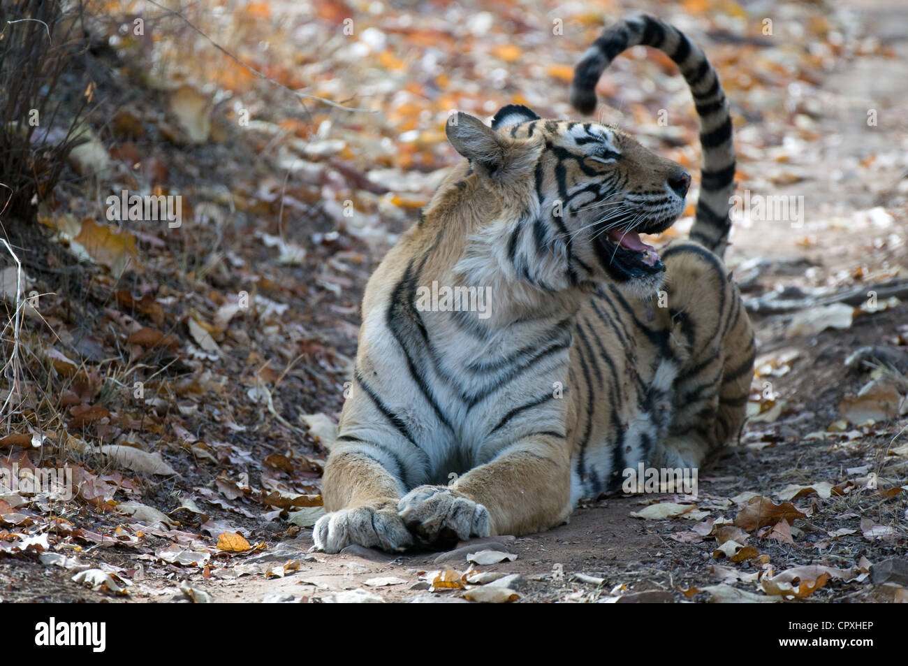 Machali hi-res stock photography and images - Alamy
