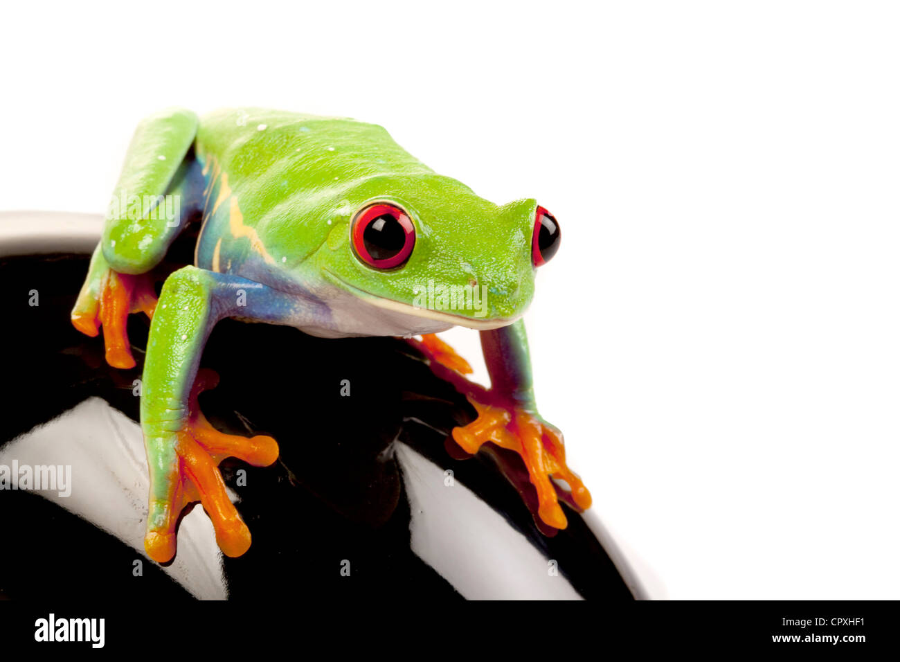 Green happy tree frog in concepts Stock Photo - Alamy