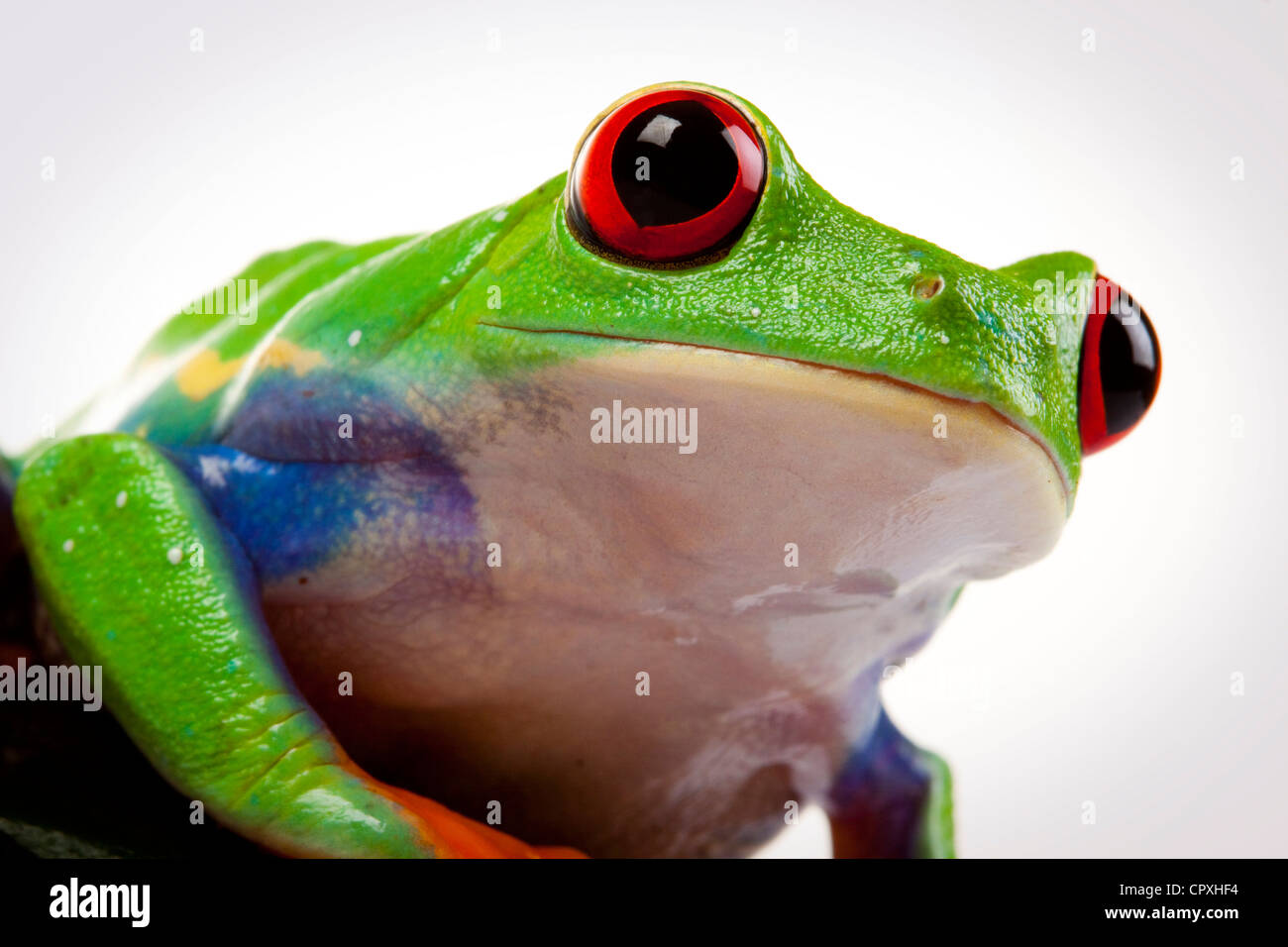 Green happy tree frog in concepts Stock Photo - Alamy
