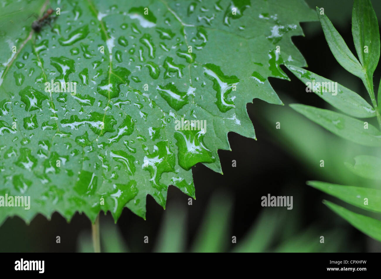 Ligularia leaf hi-res stock photography and images - Alamy
