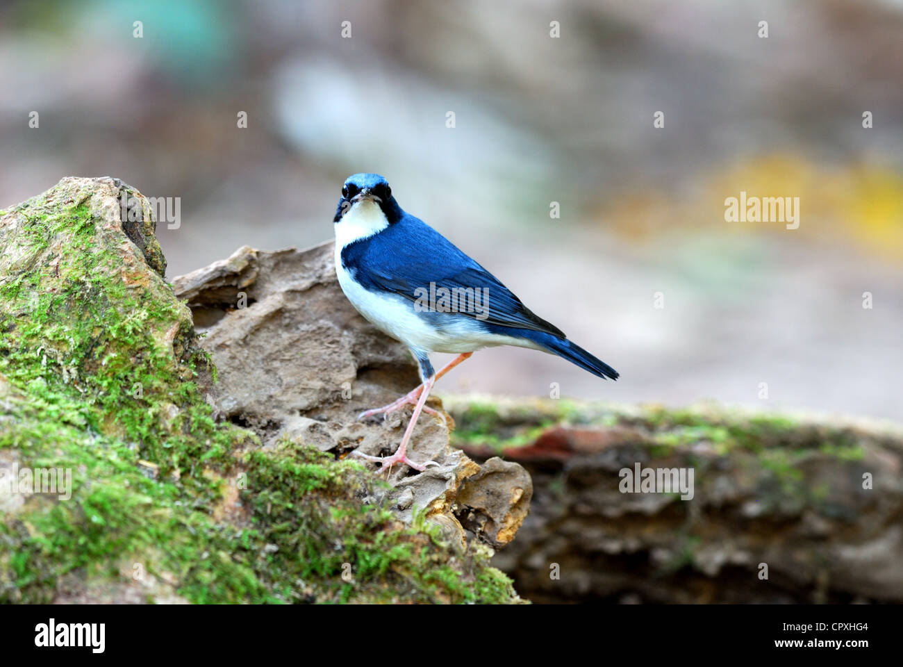 beautiful male siberian blue robin (Luscinia cyane) in Thailand Stock ...