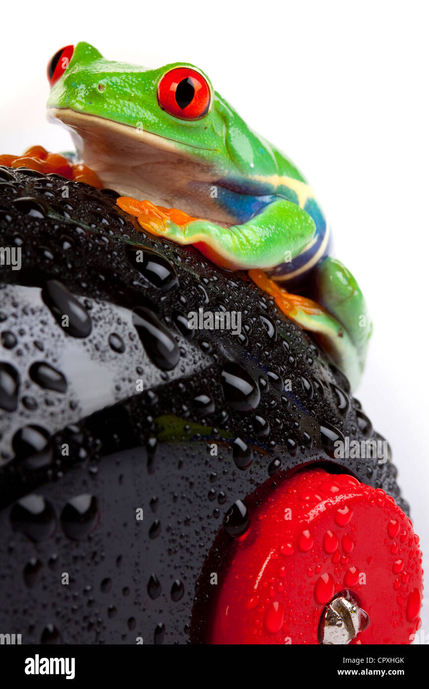 Green happy tree frog in concepts Stock Photo - Alamy