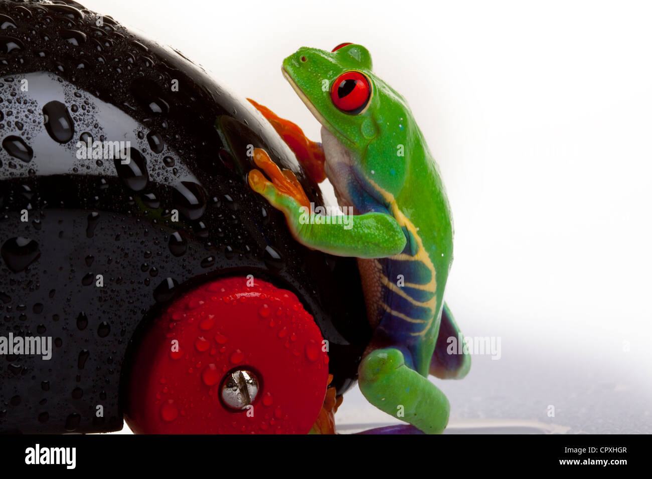 Green happy tree frog in concepts Stock Photo - Alamy